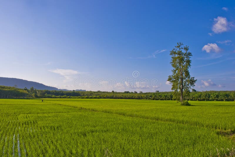 One Tree in Wide Rice Field, Beautiful Nature Stock Photo - Image of ...