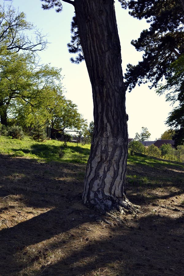 One trunk of pine trees stock image. Image of forest - 160703175