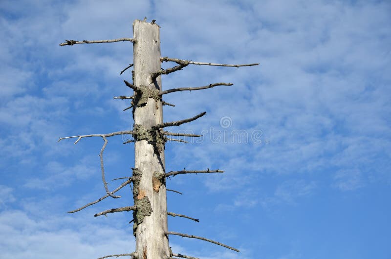 One Trunks of Trees Burned in a Forest Fire Stock Photo - Image of ...
