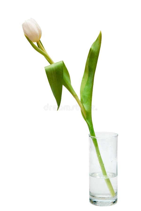 One tulip stock photo. Image of green, date, glass, isolated - 13373308