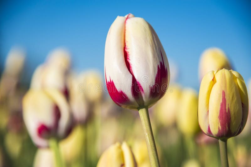 One Tulip in a Field of Flowers Stock Image - Image of agriculture ...
