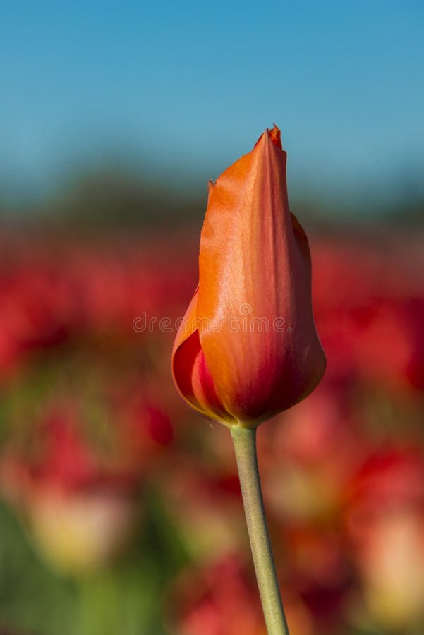 One Tulip in a Field of Flowers Stock Image - Image of bloom, tulip ...