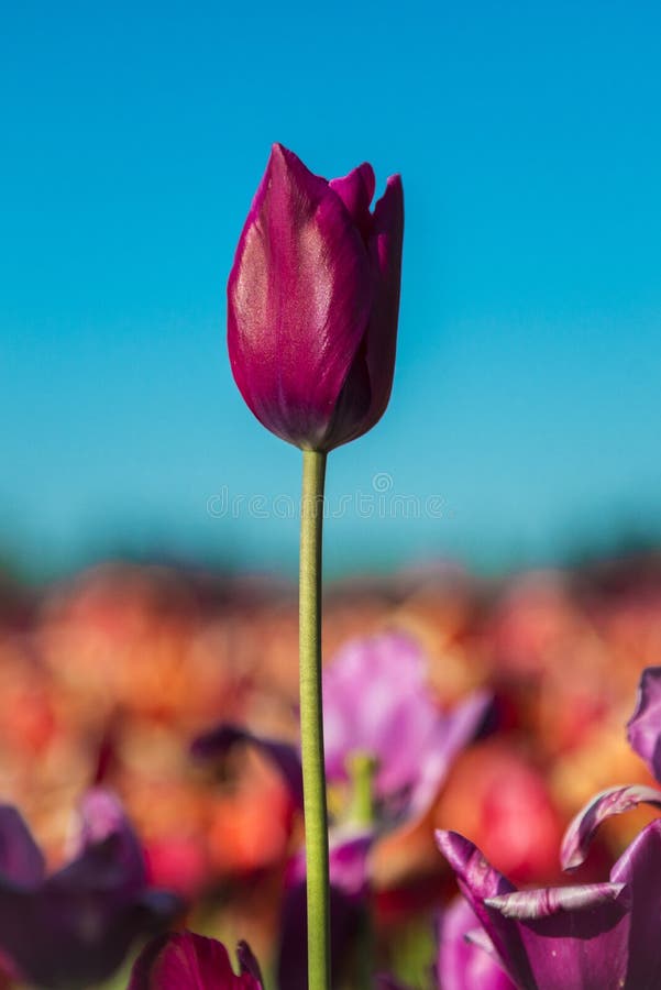 One Tulip in a Field of Flowers Stock Photo - Image of field, tulips ...