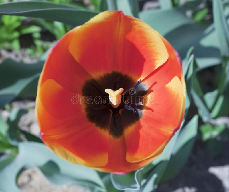 One tulip flower stock photo. Image of closeup, flower - 19481766