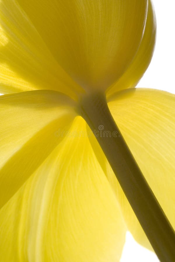 One Tulip Yellow No1 stock photo. Image of flower, garden - 675180