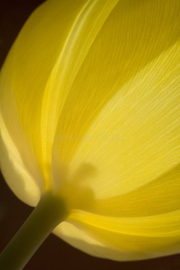 One Tulip Yellow No2 stock image. Image of pure, nature - 675231