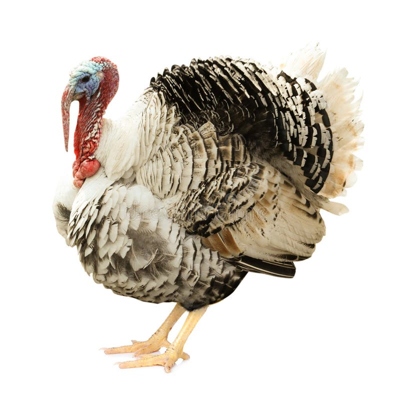 One Turkey Isolated on White. Domesticated Bird Stock Image - Image of ...