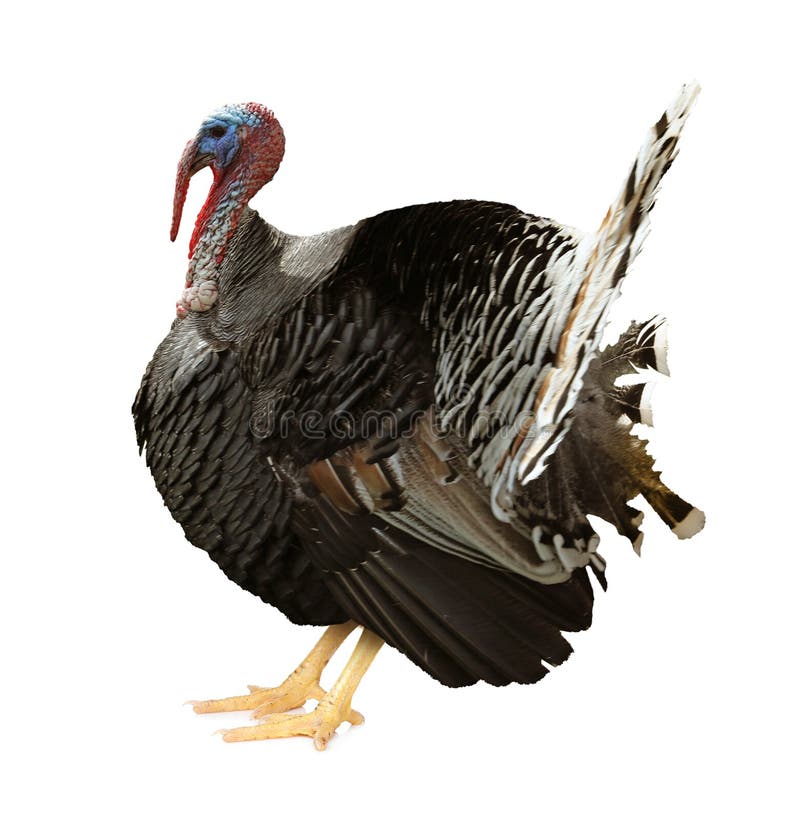 One Turkey Isolated on White. Domesticated Bird Stock Photo - Image of ...