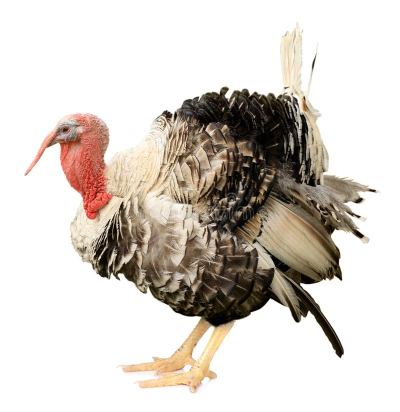One Turkey Isolated on White. Domesticated Bird Stock Photo - Image of ...