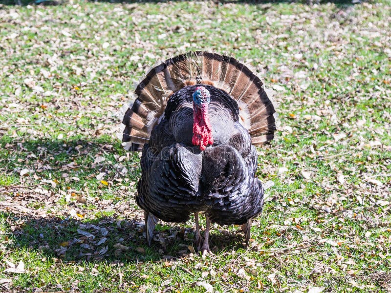 One Turkey Male Stands with Open Feathers on a Sunny Lawn Stock Image ...