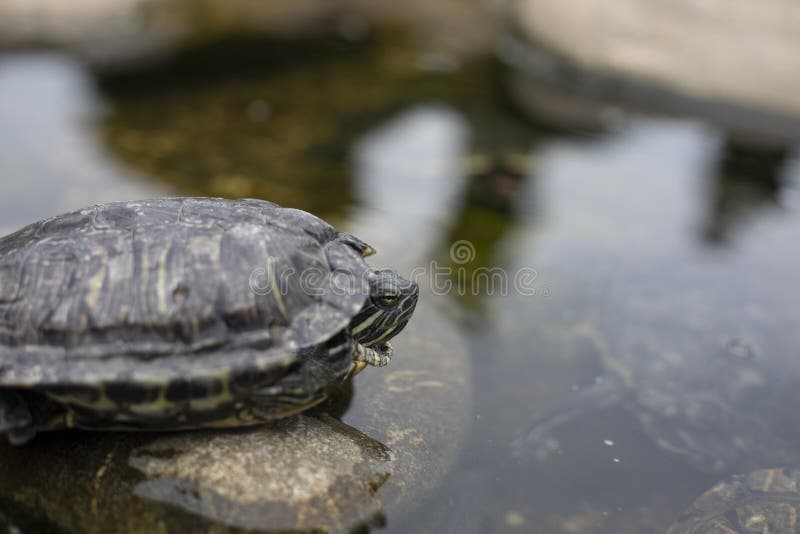One Turtle Sits on a Square in the Park Stock Photo - Image of nature ...