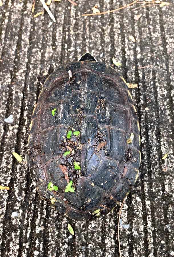 One Turtle is Walking on the Street. Stock Image - Image of slowly ...