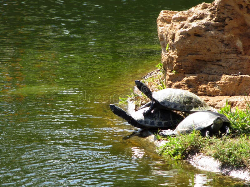 One Turtles Stand on Top Another Turtles Back Stock Image - Image of ...