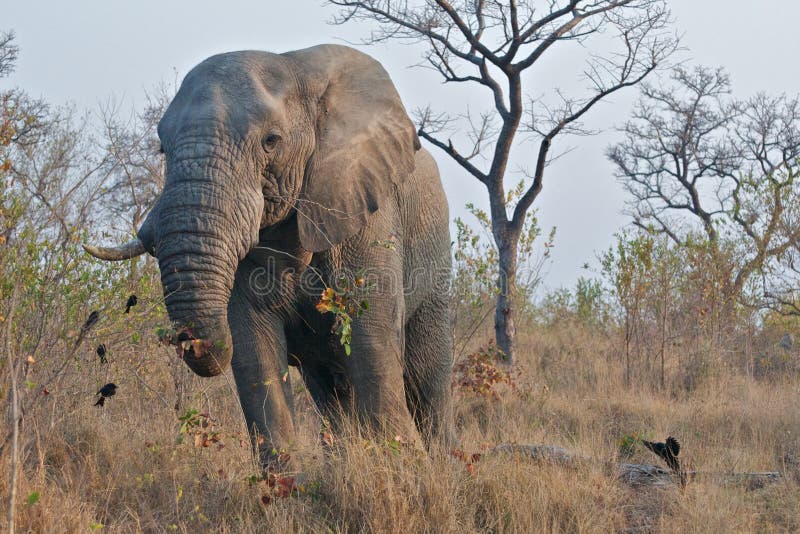 One tusk elephant stock image. Image of land, african - 38895591
