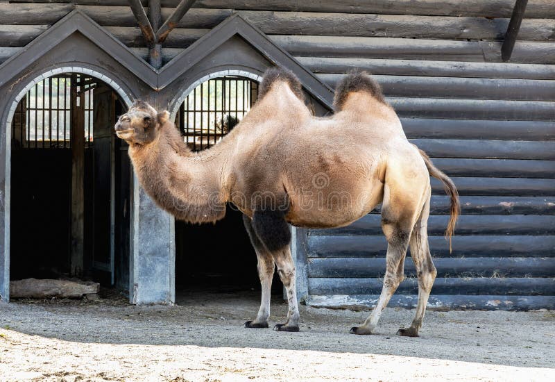 One Two Humped Camel Stands Near Its Pen Stock Image - Image of ...