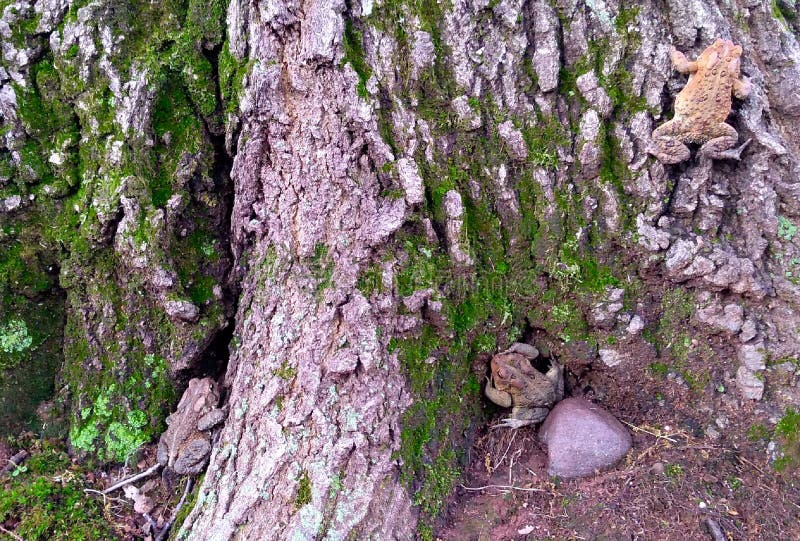 One, Two, Three Toads on a Tree Stock Photo - Image of tree, climb ...