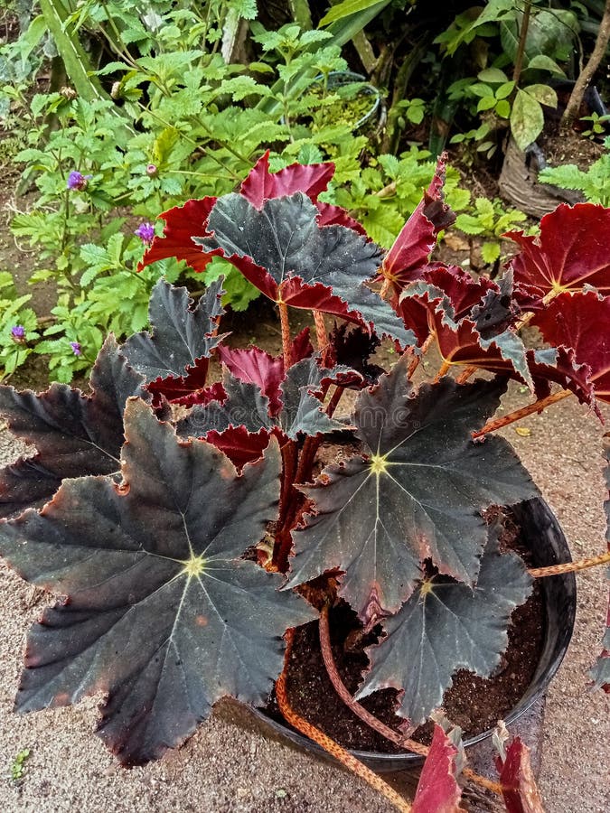 One Type of Begonia Rex Ornamental Plant Stock Photo - Image of plant ...