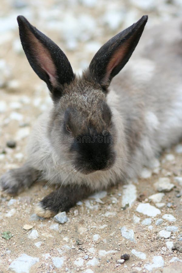 One type of cute rabbit stock photo. Image of animal - 78788534