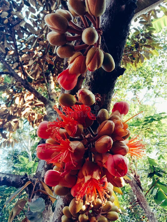 One Type of Durians that Has Pink Flowers Stock Image - Image of pink ...