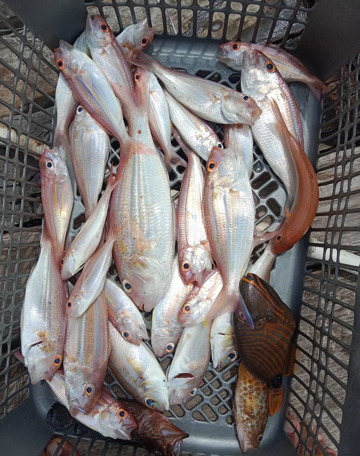One Type of Fish in Sulawesi Stock Photo - Image of jukueja, sulawesi ...