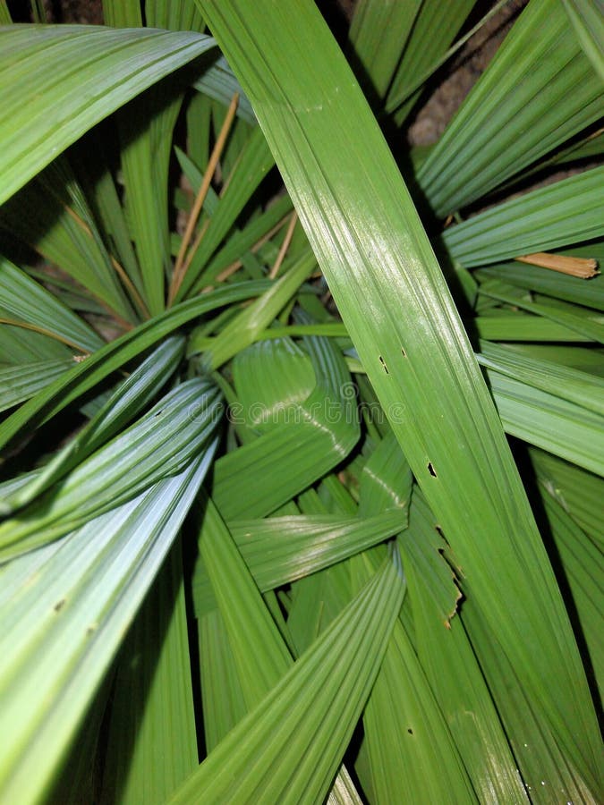 One Type of Medicinal Plant, Namely Forest Onion Which Contains Many ...