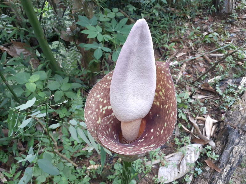 One Type of Rafflesia Flower that Grows in the Forest is Blooming, this ...