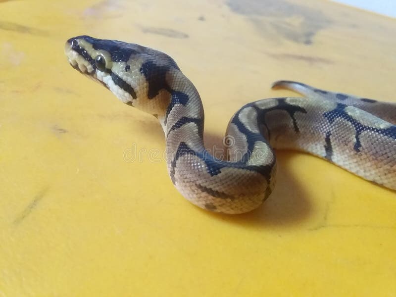 One Type of Snake that is Very Docile. Stock Photo - Image of docile ...