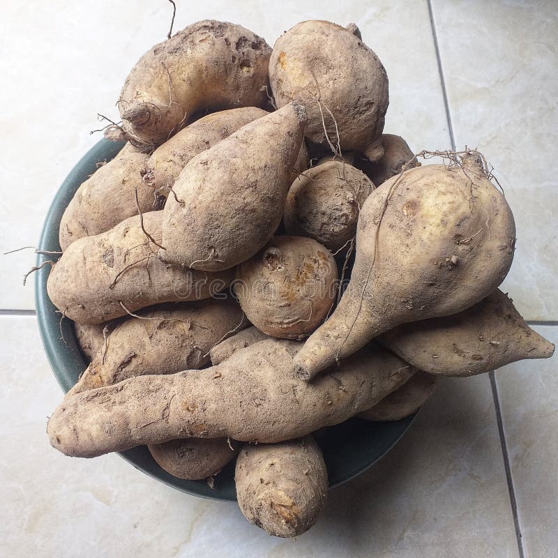 One Type of Sweet Potato Tuber Stock Image - Image of tuber, sweet ...
