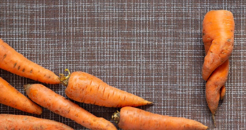 Top View of One Ugly Deformed Twisted Carrot among Normal Vegetables on ...