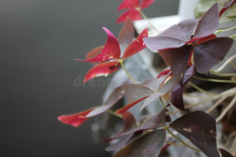 One of the Unique Plants is Called Oxalis Triangularis Which Has a ...
