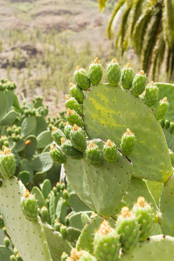 One of the Varieties of Cacti Stock Photo - Image of pear, relaxation ...