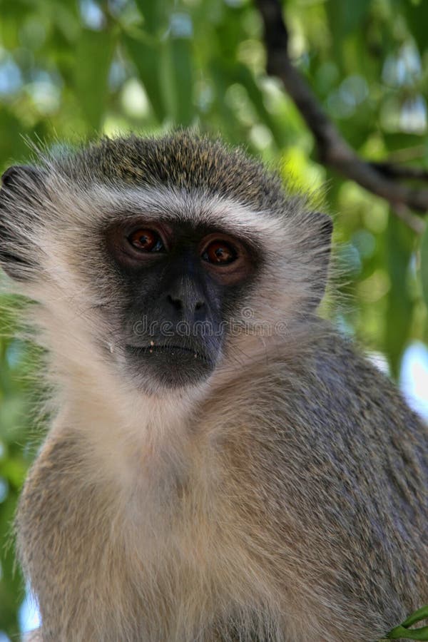 Vervet Monkey, Cercopithecus Aethiops, in Victoria Falls, Zambia Stock ...