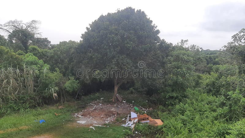 Only One Very Large Tree Left Stock Image - Image of soil, flower ...