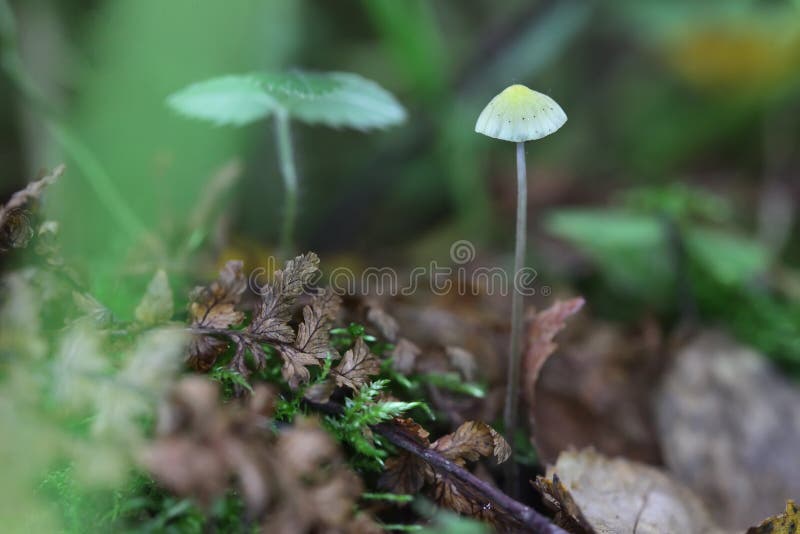 One Very Small Toadstool Closeup Stock Photo - Image of drink ...