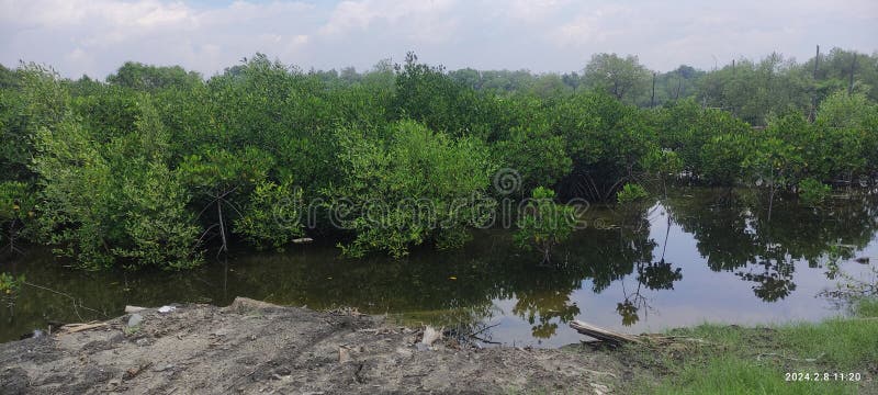 One of View of the Mangrove Forest Beach in Surabaya Stock Image ...