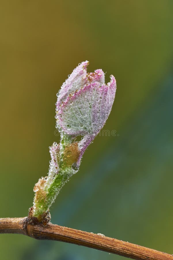 One vine leaf stock photo. Image of natural, close, harvest - 70503554