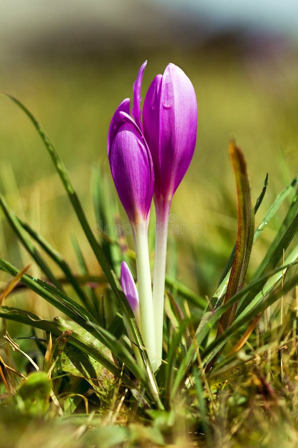 One Violet Crocus Flower Growing in the Ground Stock Photo - Image of ...