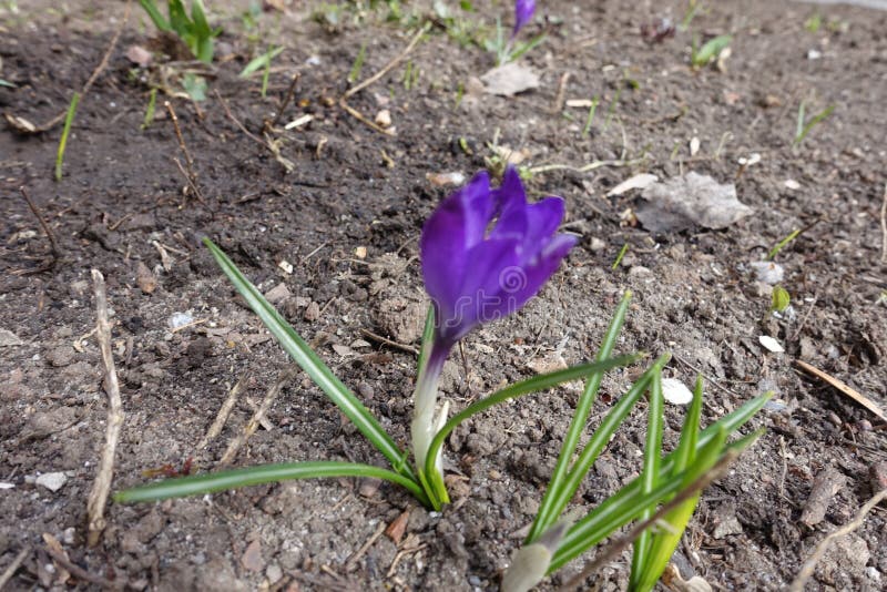 One Violet Flower of Crocus Stock Photo - Image of lush, leaf: 174651718