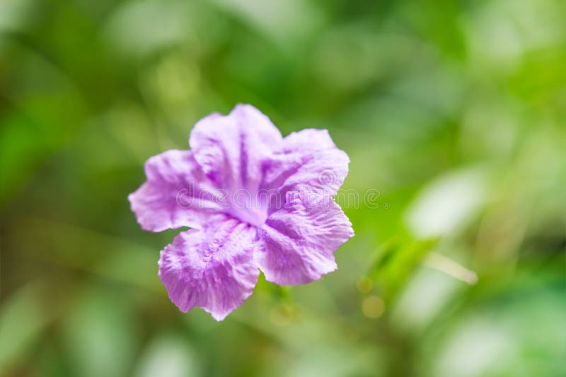 One Violet Flower on Green Background. Stock Photo - Image of grass ...