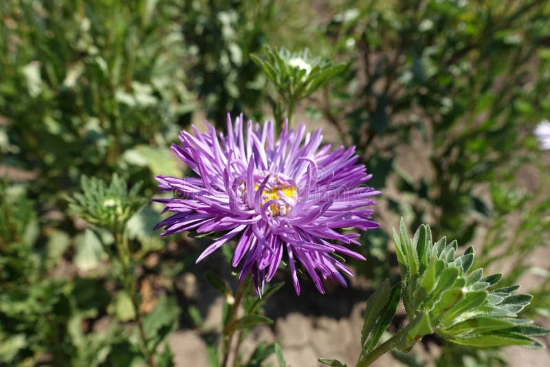 One Violet Flower of China Aster Stock Photo - Image of leaf, head ...