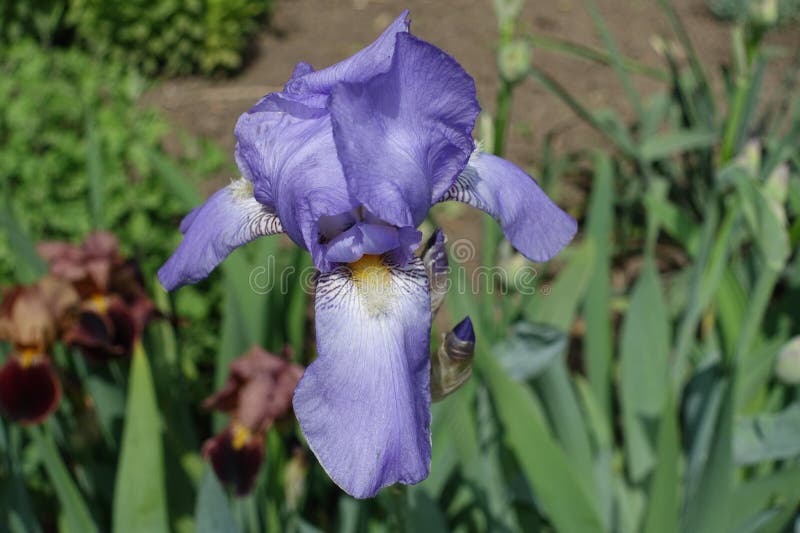 One Violet Flower of Iris Germanica in May Stock Image - Image of ...