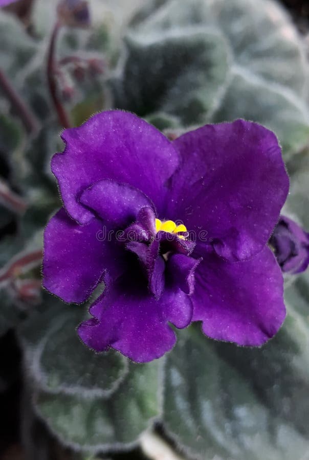 One violet flower stock image. Image of plans, yellow - 89738527