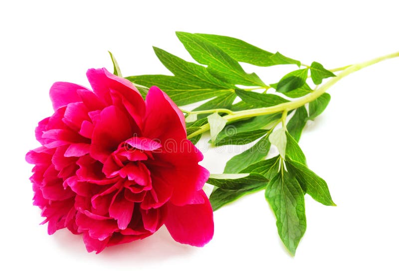 One violet peony stock photo. Image of head, fresh, garden - 175091784