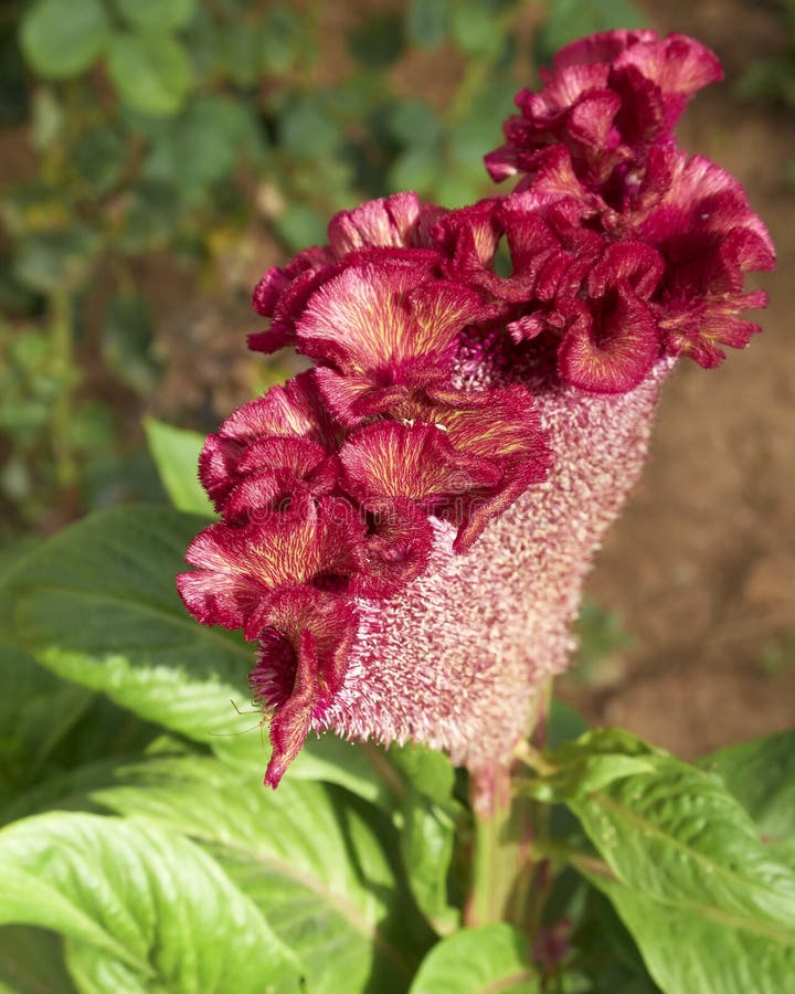 Celosia Argentea - Cockscomb Stock Image - Image of blossom, argentea ...