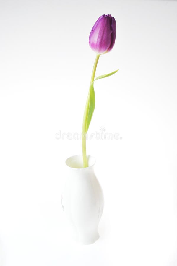 One violet tulip stock image. Image of water, valentine - 13104727