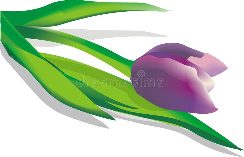 One violet tulip stock vector. Illustration of tulip - 13409069
