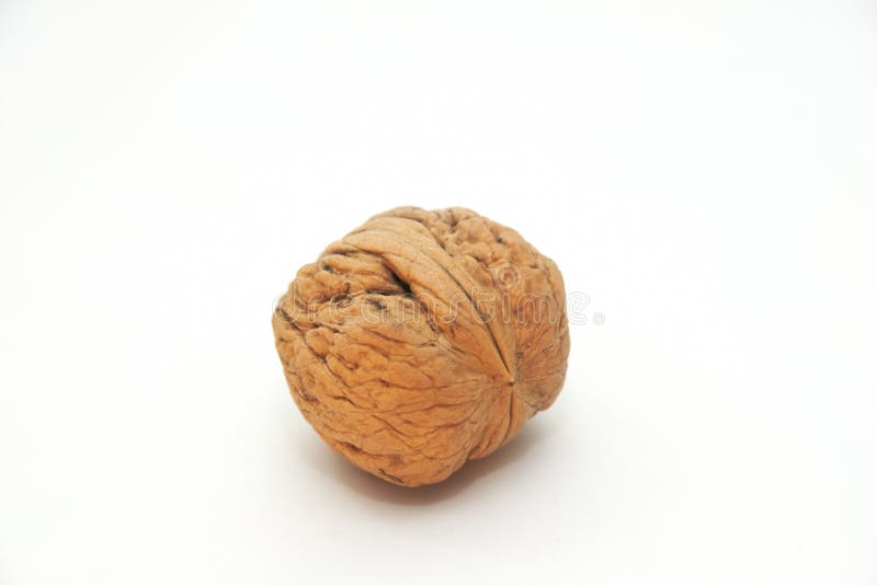 One walnut stock image. Image of walnut, hard, white - 12352455