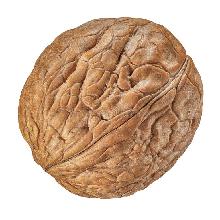 One Walnut Isolated Closeup in Shell As Package Design Element ...