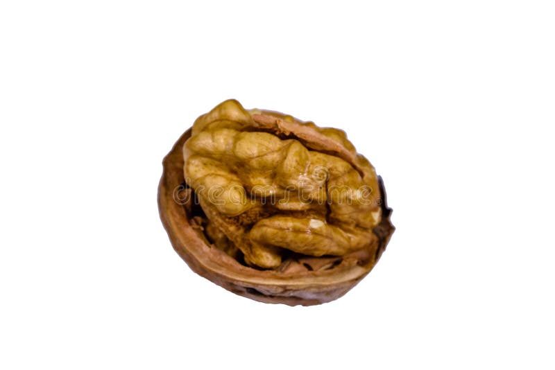 One Walnut Isolated on the White Background Stock Image - Image of ...