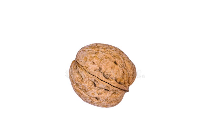 One Walnut Isolated on the White Background Stock Image - Image of food ...